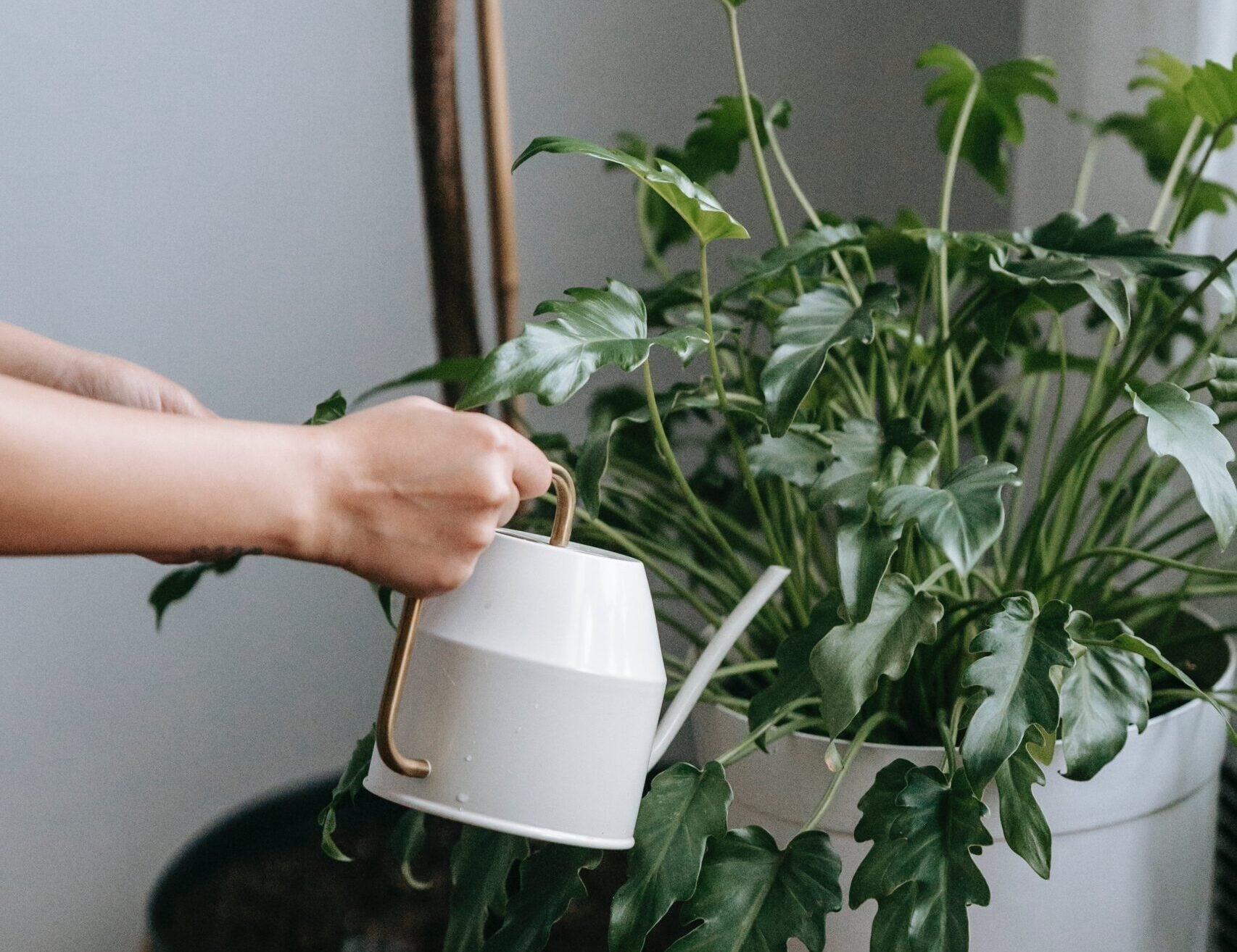 Creșterea umidității plantelor de interior – ce funcționează și ce nu ...