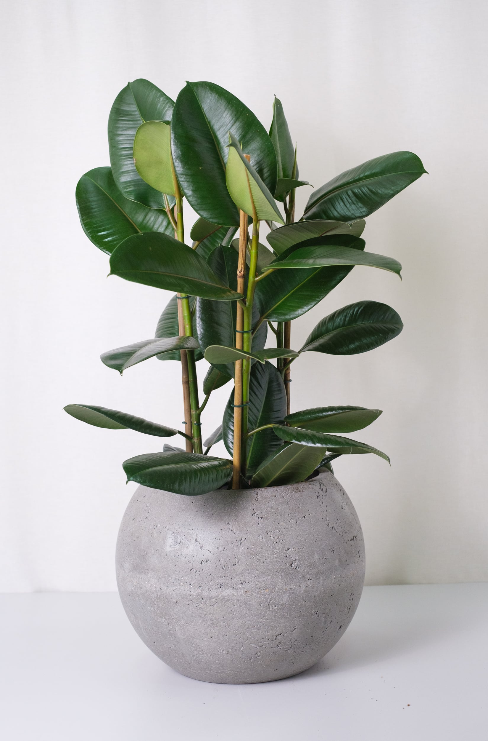 Ficus Elastica - Floral Soul