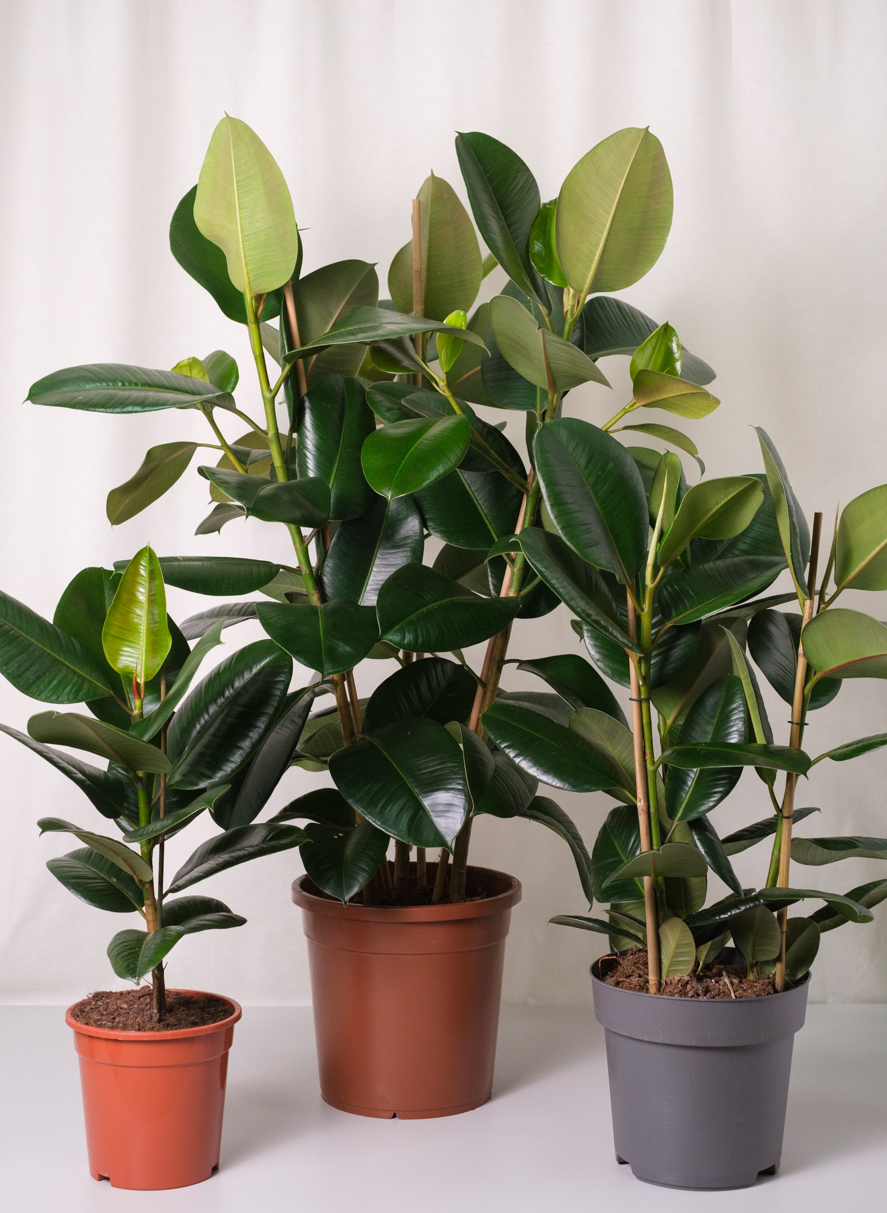Ficus Elastica - Floral Soul