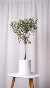 Copac de Măslin - Floral Soul