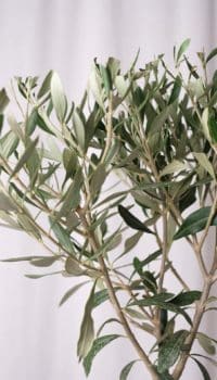 Copac de Măslin - Floral Soul