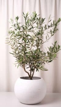 Copac de Măslin - Floral Soul