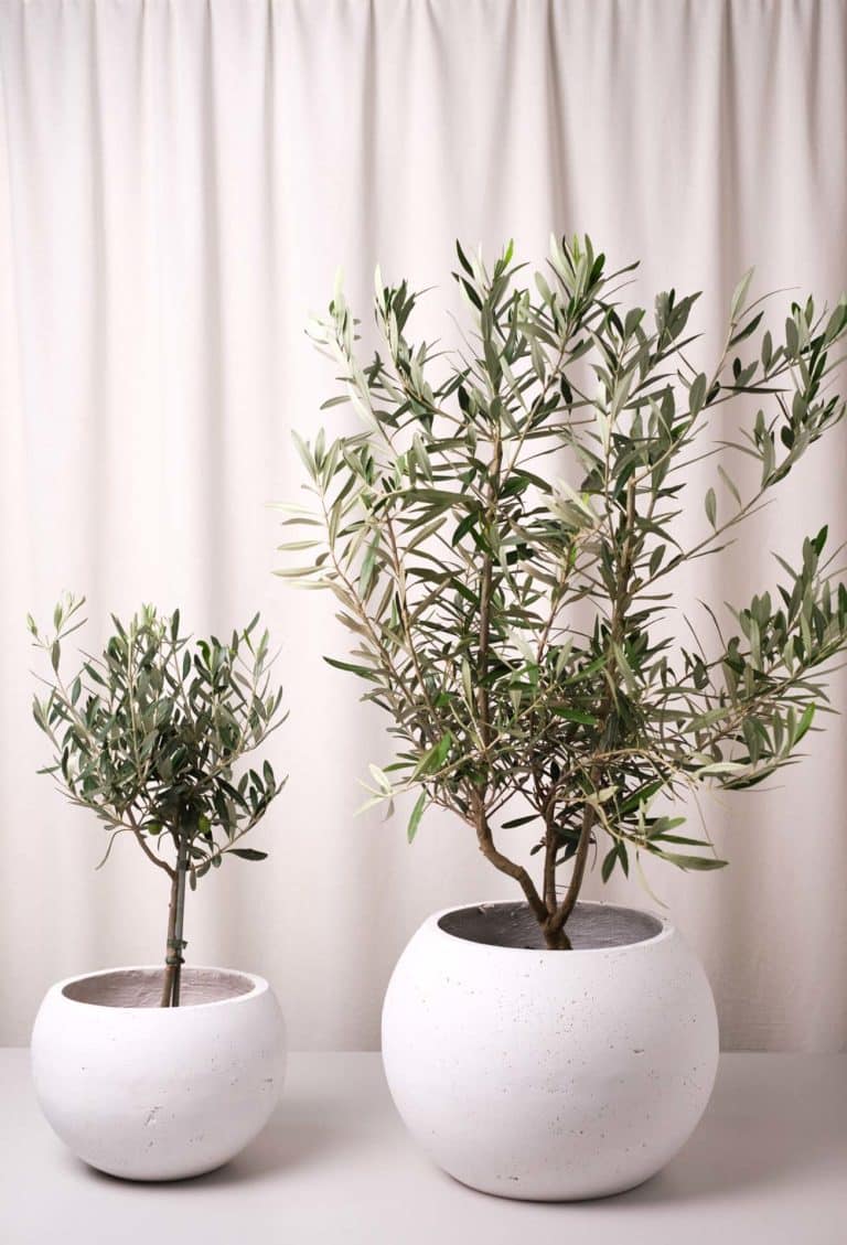 Copac de Măslin - Floral Soul